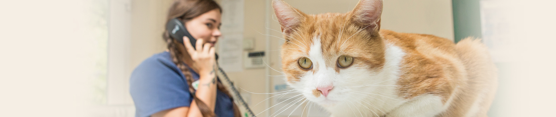 Meet our team | Manor Vets