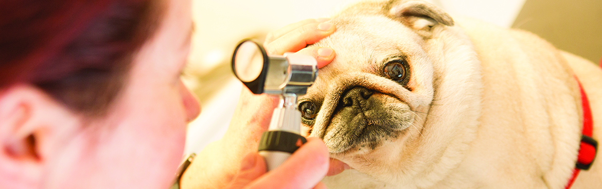 Manor Vets Puppy and Kitten Vaccinations for only £15 - Manor Vets